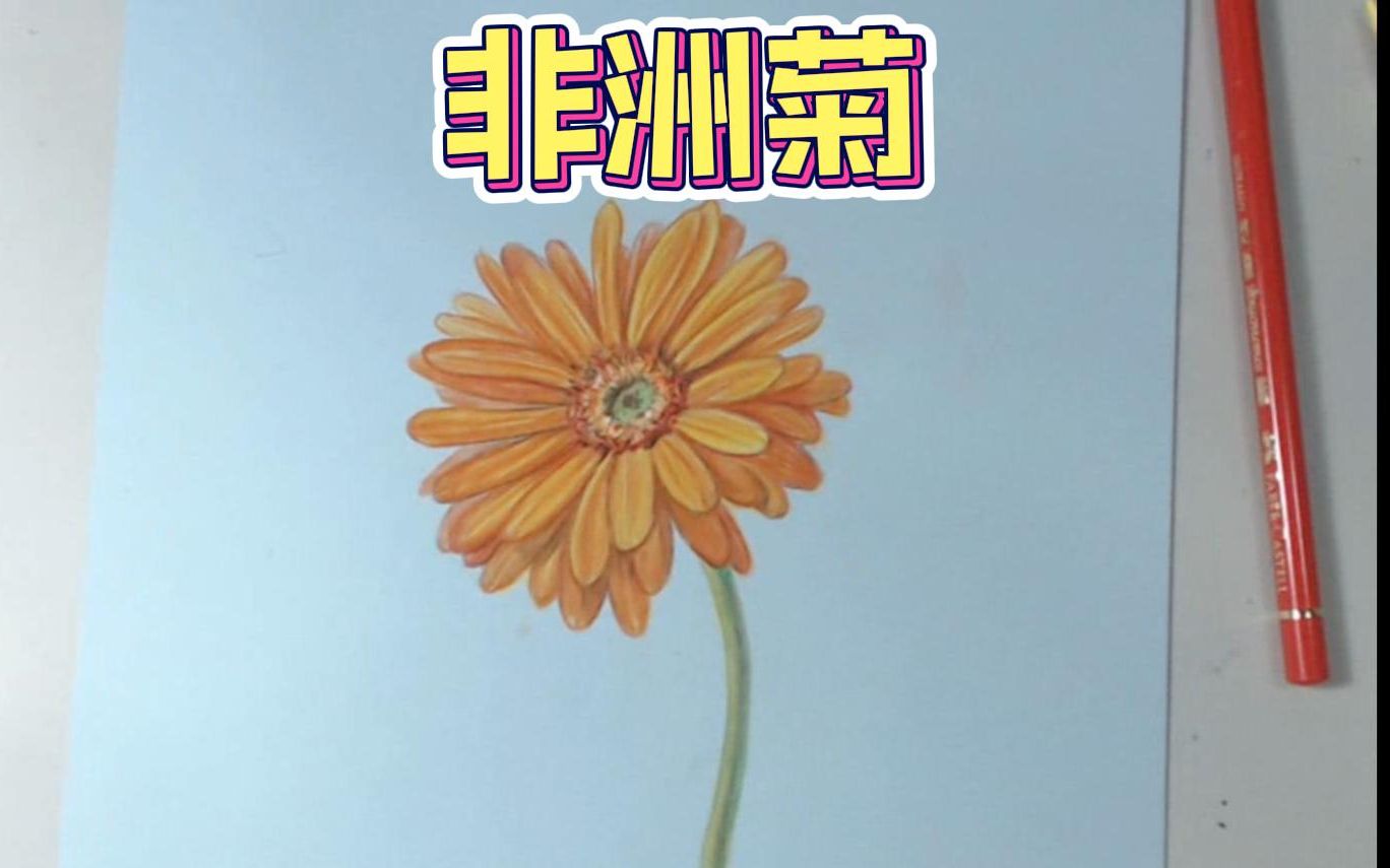 彩铅入门教程丨一看就会的教程,用彩铅画一朵非洲菊