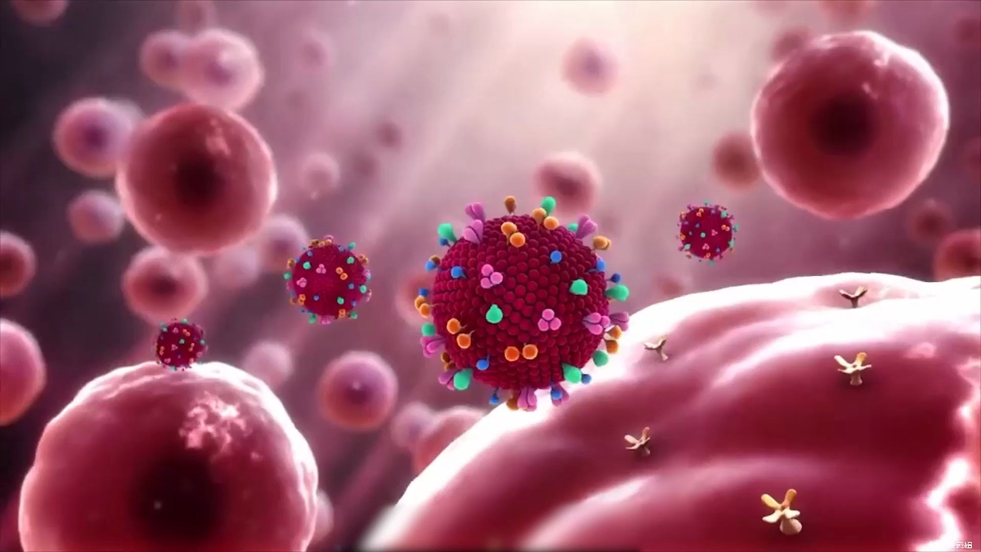 视频:世界首例可疑感染新冠病毒宠物狗已死亡,跨物种传播存疑云