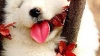 犬瘟热的症状是什么你知道吗?
