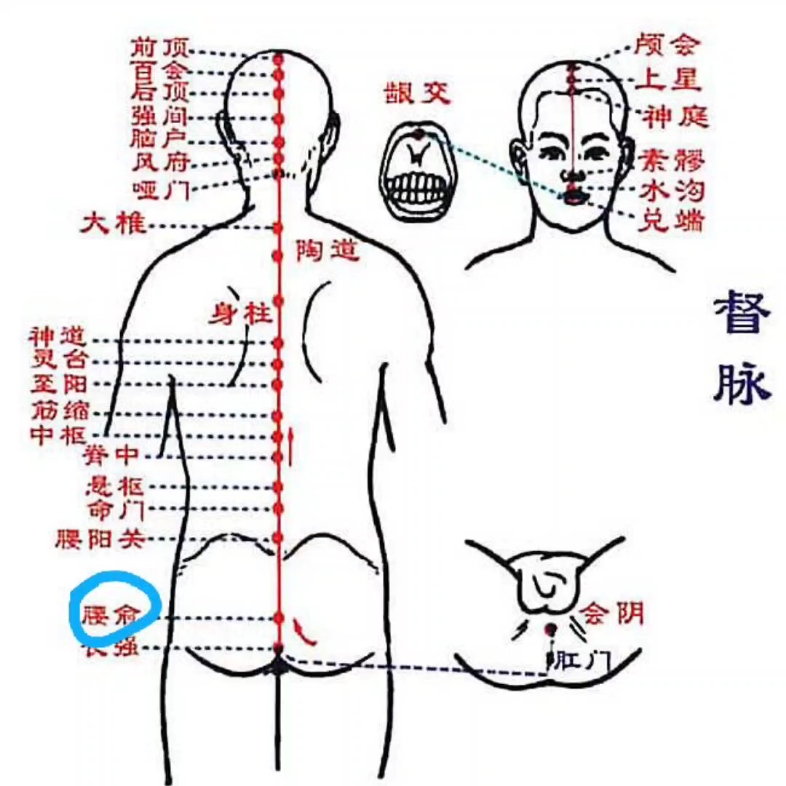 今日穴位 腰俞穴