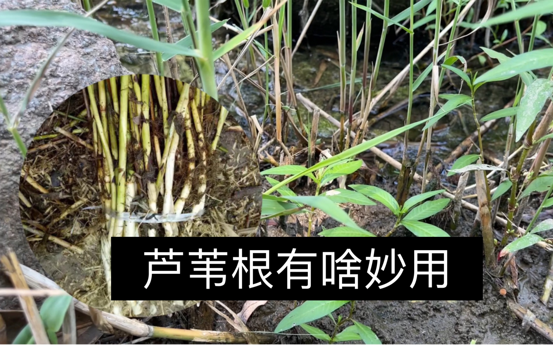 河边不起眼的植物:芦苇全身是宝,懂得人常用芦根煮水,价值珍贵