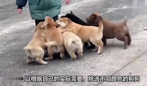民间选狗秘诀大公开,不同花色季节狗狗特点全知道!