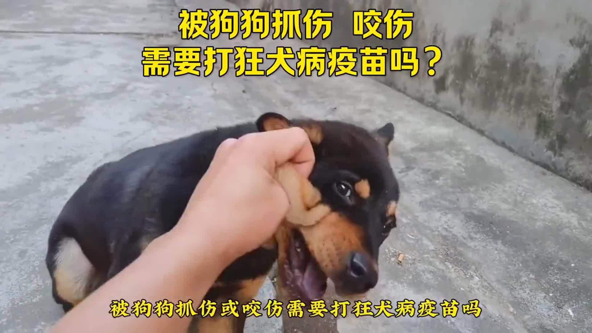 被狗狗抓咬后,到底要不要打狂犬病疫苗?