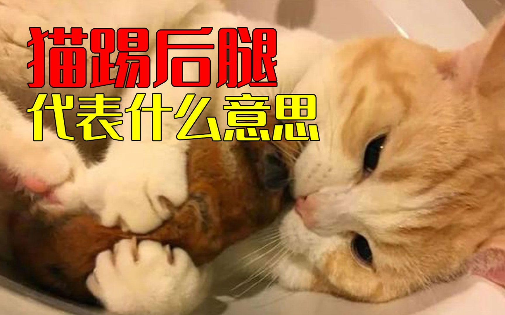 被猫咪后腿踢得好疼!猫咪不停地踢腿代表什么意思