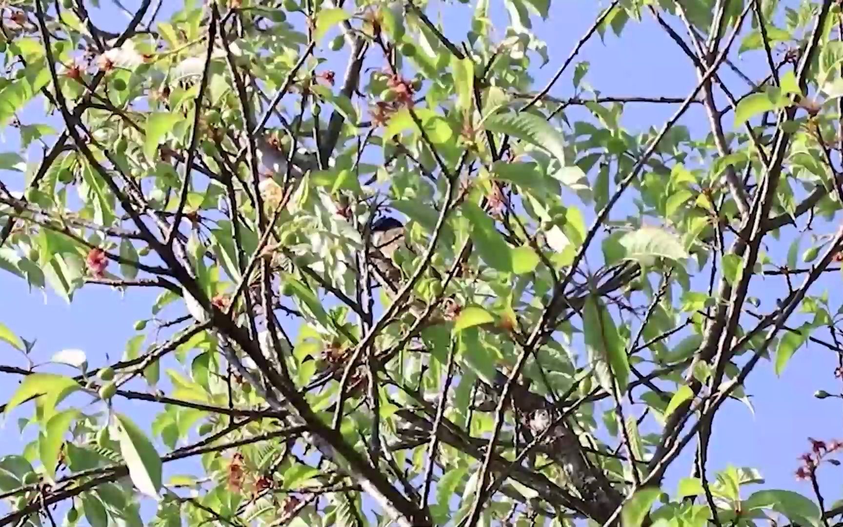 我听见时光的声音 天使童声合唱团 二声部 伴奏