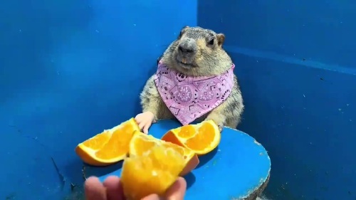 开心愉悦地吃得香香的!