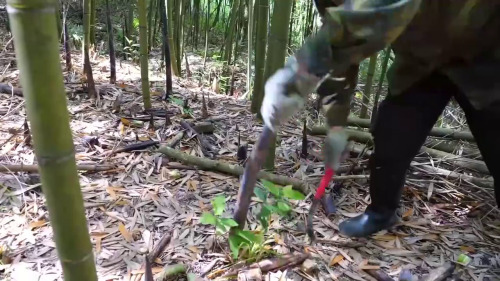 腌小甜笋在工厂是怎样制作的