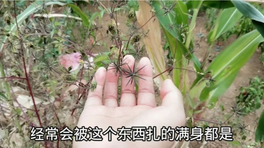 鬼针草不是草,用好了还是宝,这两个厉害用途?我也是刚刚知道