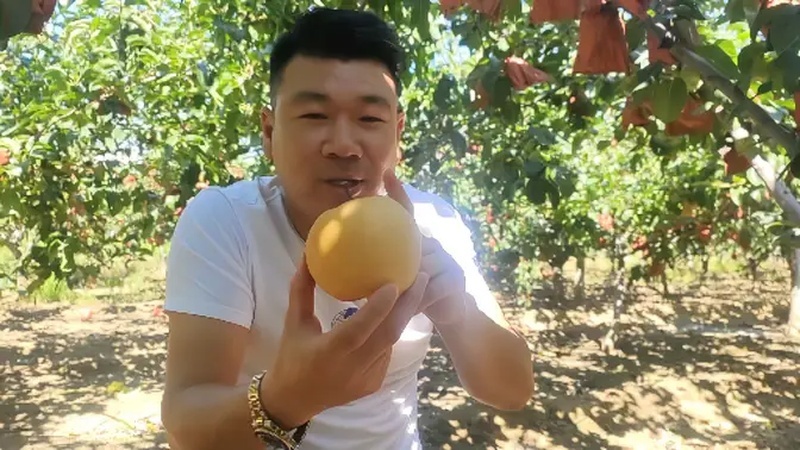 丰水梨和秋月梨的特征区别