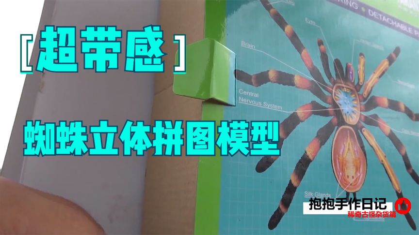 儿童玩具-益智玩具-蜘蛛立体拼图模型