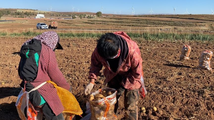 内蒙古土豆熟了!地里捡土豆和装卸工很赚钱?一天500但是很艰辛
