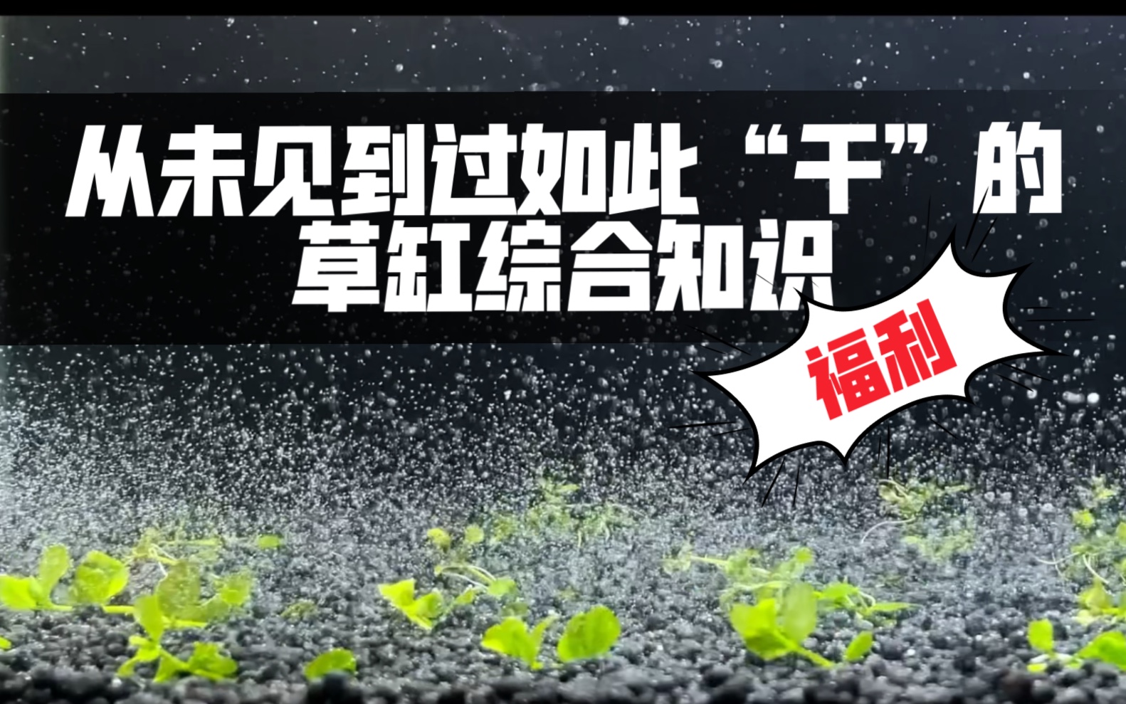 【福利&纯享干货】爬地/趴地怎么种,养护打理,大苏喊你上课啦,综合...