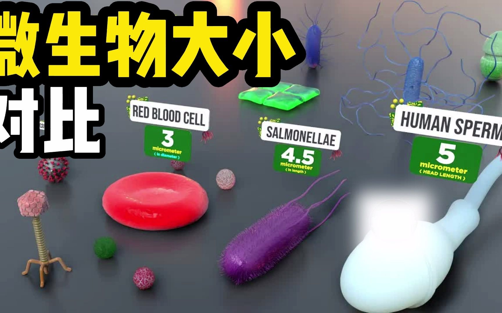 微生物大小对比涨知识
