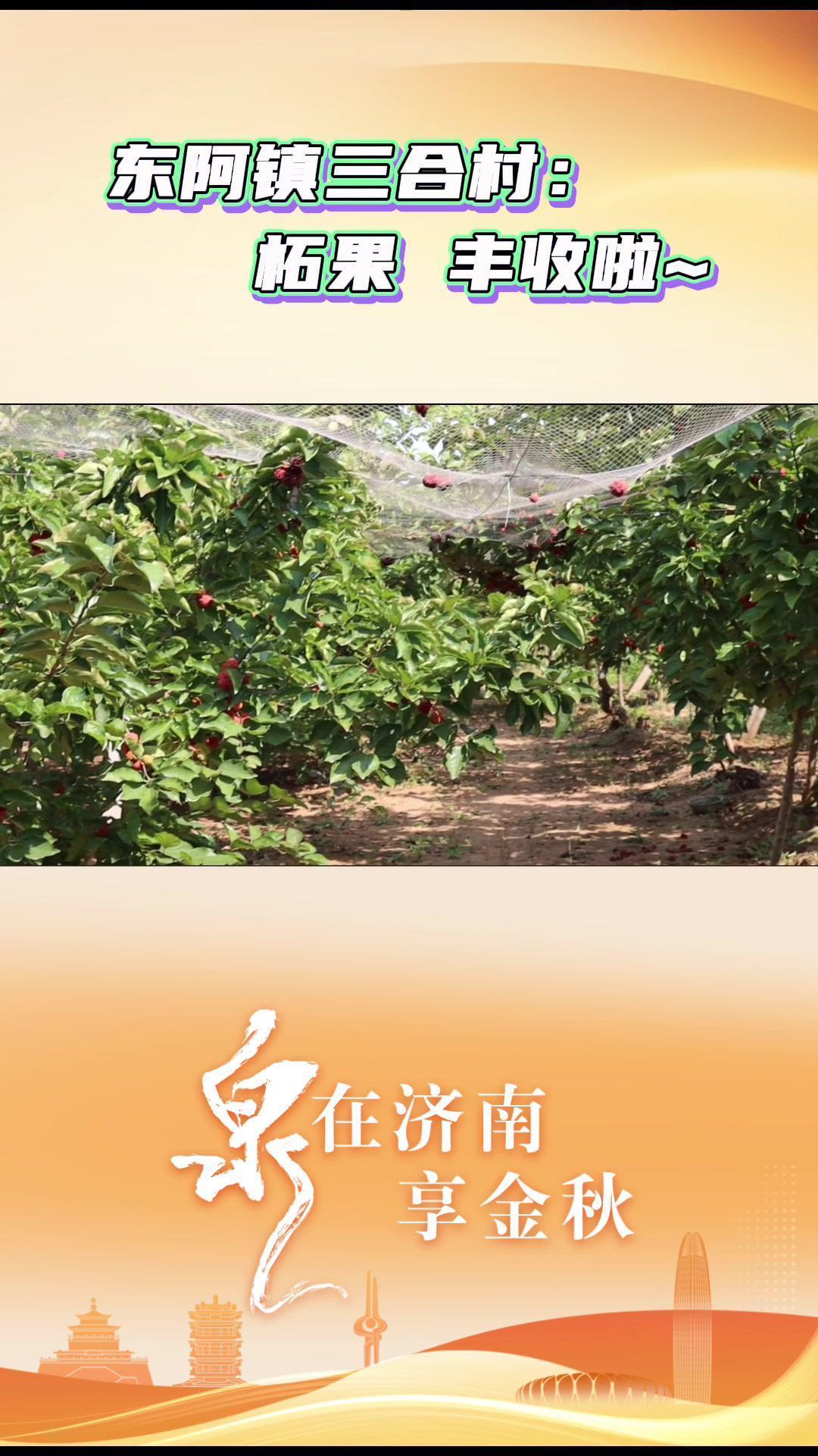 秋景如画,秋色好"丰"景,东阿镇三合村的柘果成熟啦~#山东平阴#本地...
