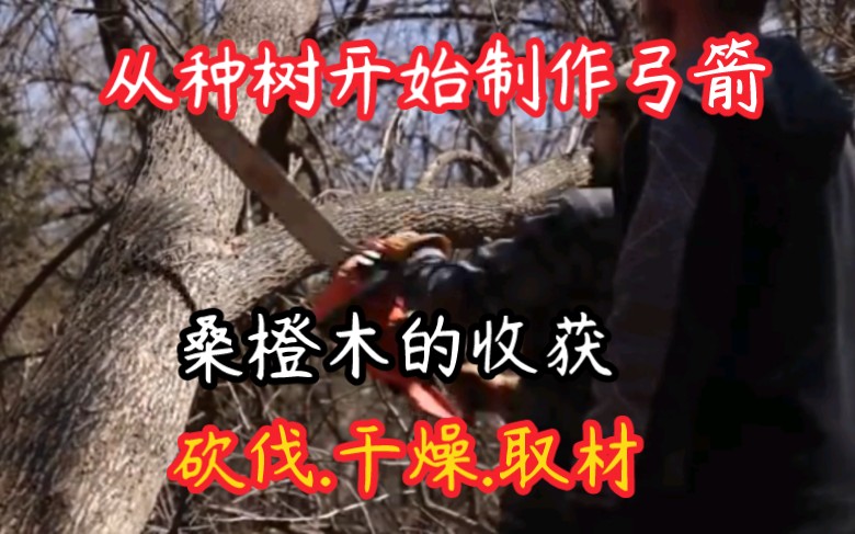 从种树开始制作弓箭…收获桑橙木料的过程…砍伐…干燥处理…分劈开...
