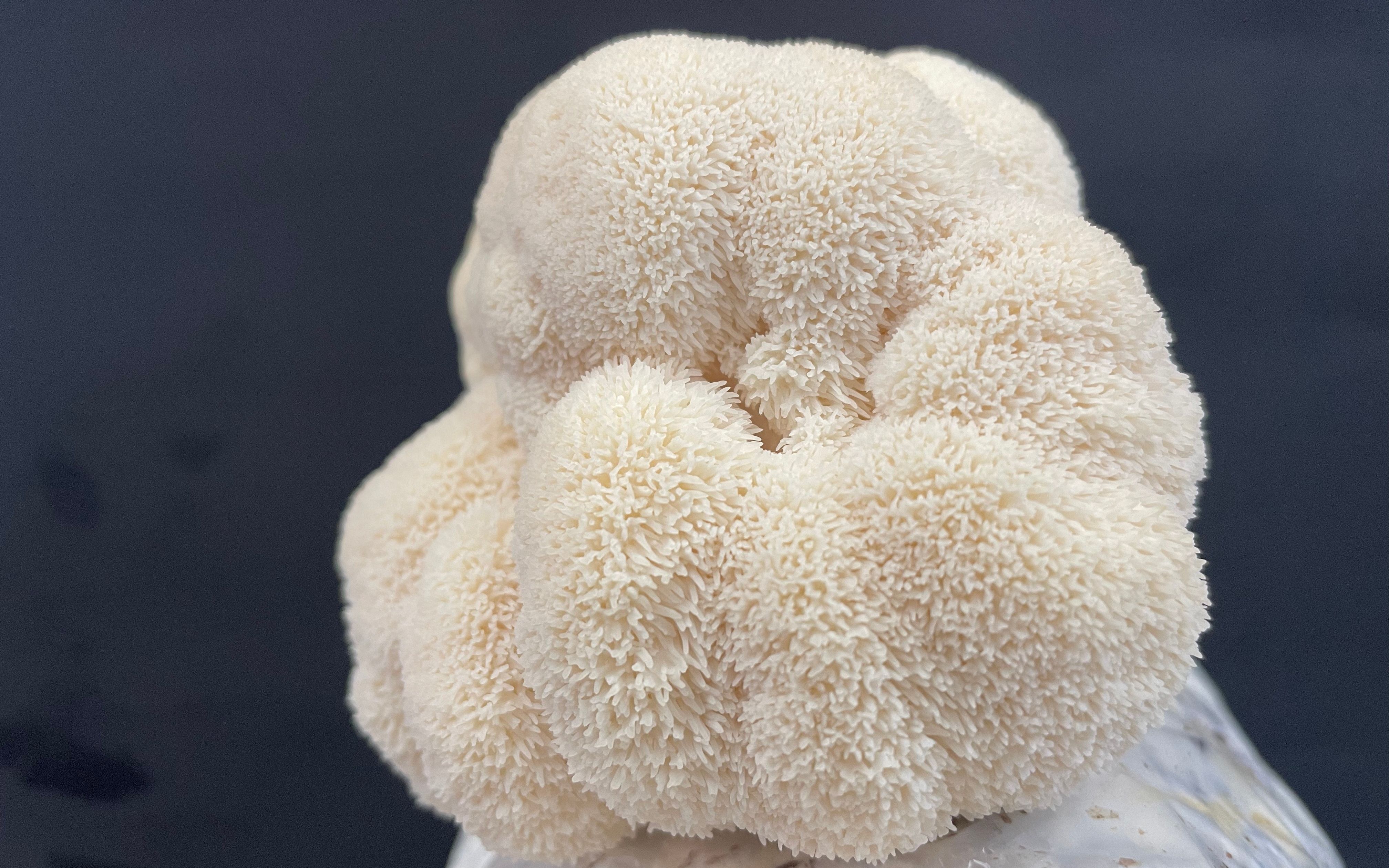 “脑状”猴头菇你敢吃吗?200秒带你看畸形猴头菇的生长过程