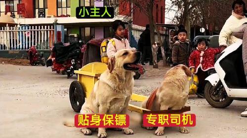 萌宠竟是全能管家?接娃买菜取快递,这只狗狗成精了!