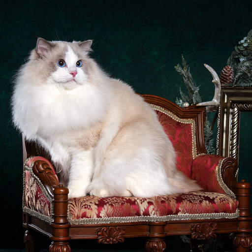 Eorzeadoll布偶猫舍 