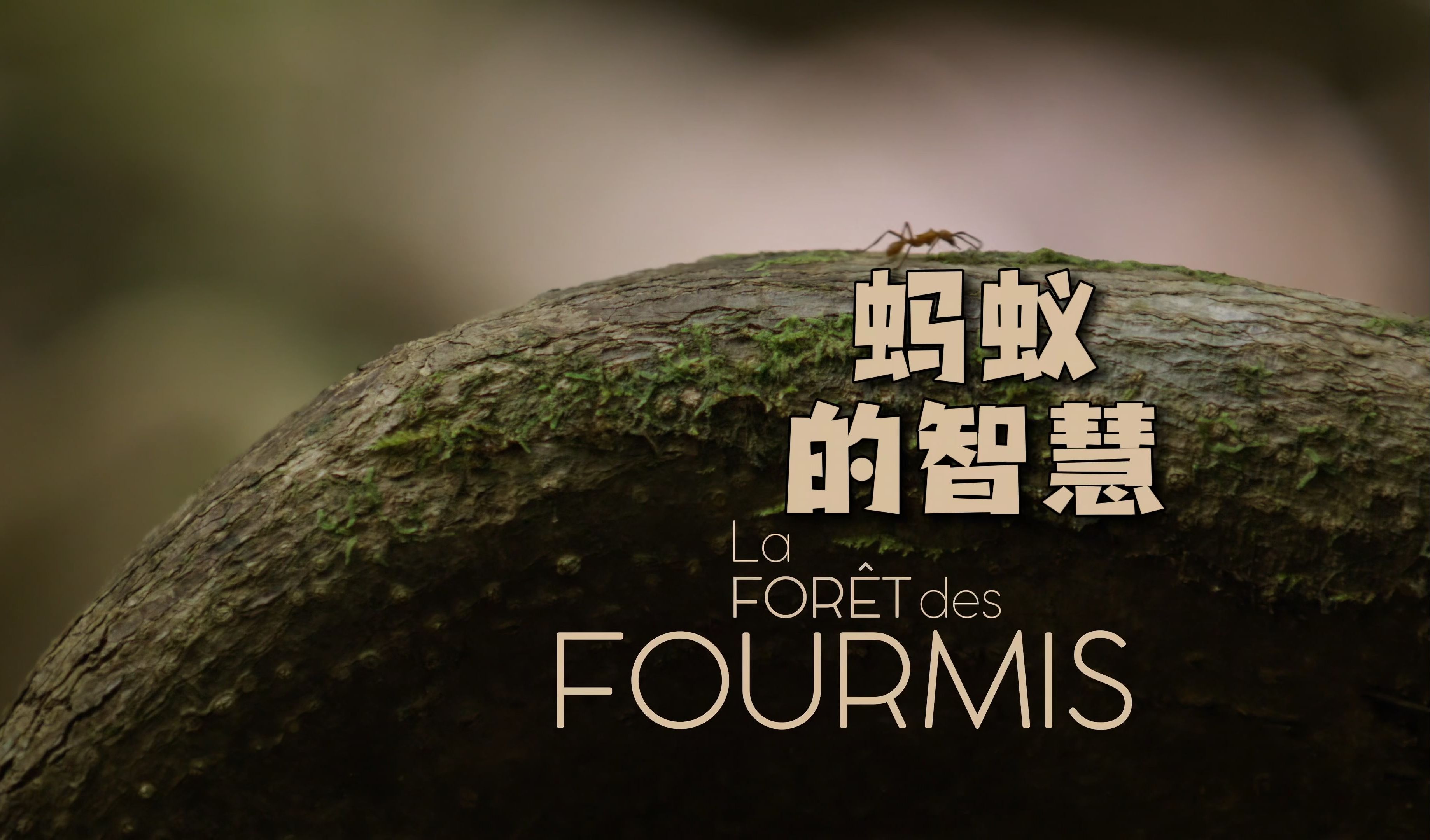 纪录片《蚂蚁的智慧》第1集/4k