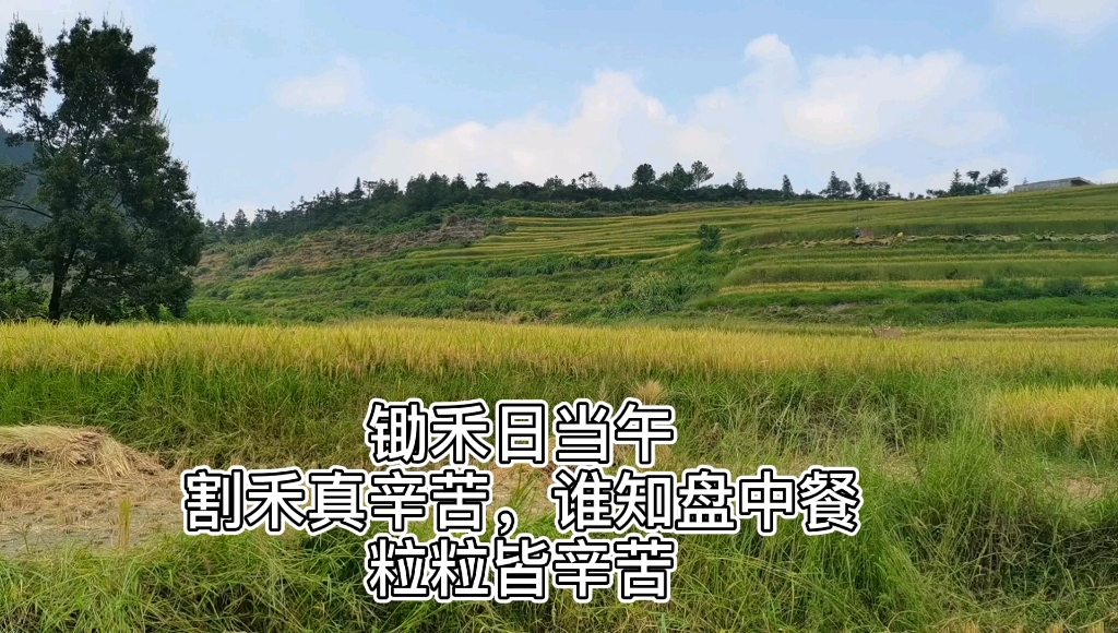 有谁体会过割稻谷的活,感觉怎么样?