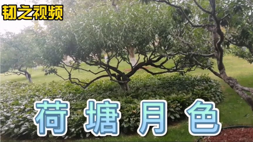 《荷塘月色》纯音乐,如痴如醉,犹如气质美女相伴