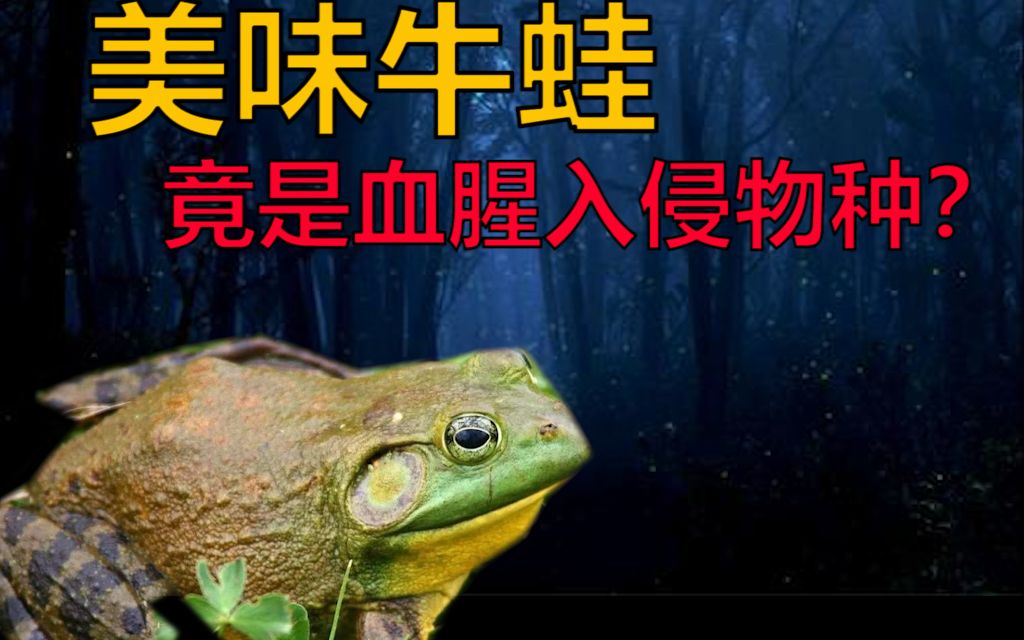 [小源]美味牛蛙,竟是恐怖入侵物种?入侵者档案第七期:吞天牛蛙