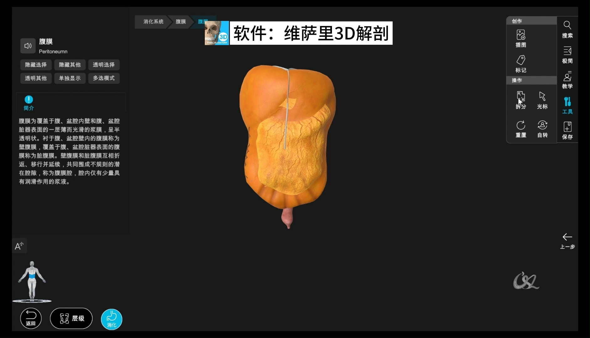 维萨里3D解剖:腹膜展示