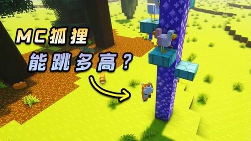 MC狐狸到底能跳多高它的极限你知道吗