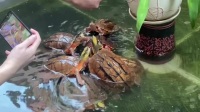 金钱龟什么时候能下蛋?一年下几次?它的生活习性又是怎么样呢?