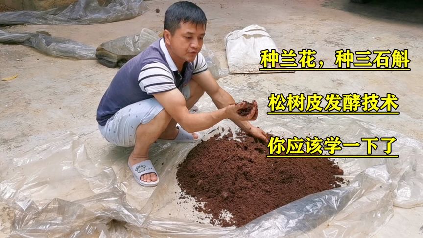 分享一个树皮发酵技术，只需在太阳下暴晒三天，就可用来种石斛了