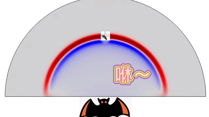 用蝙蝠演示超声波探测原理