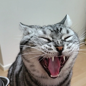 z世代猫猫但小狗版 
