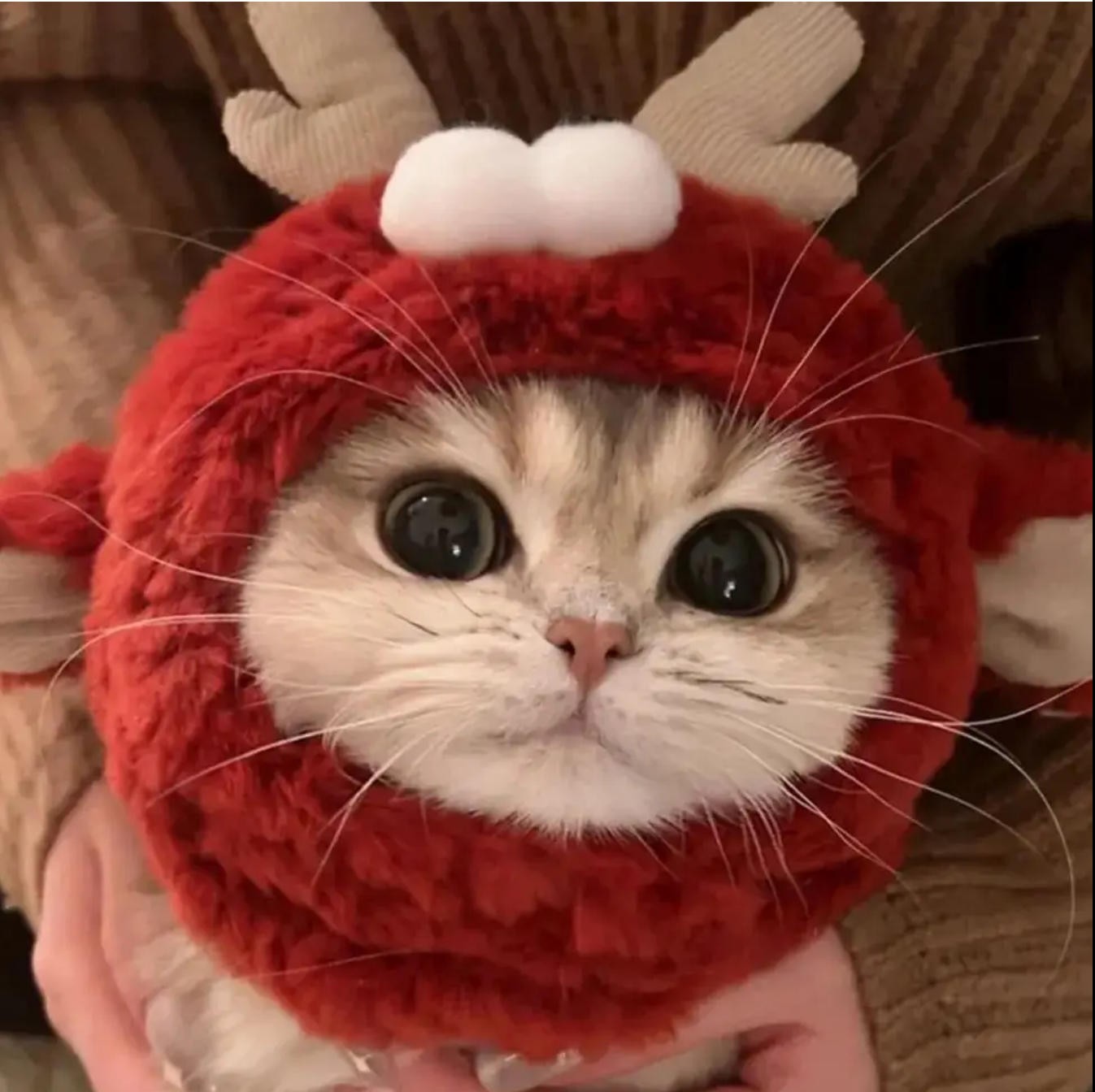 爱分享的测评菌 