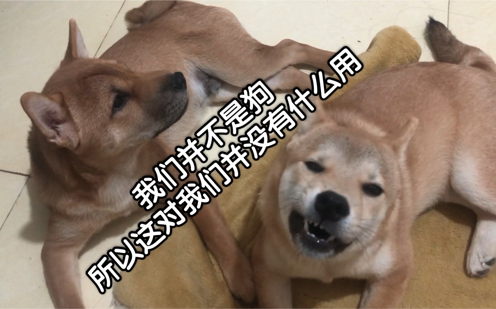 狗语翻译器真的管用吗?