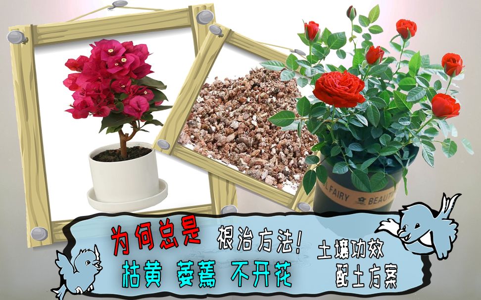 植物为何总枯黄、萎蔫、不开花,营养没达到!土壤功效及配土方法
