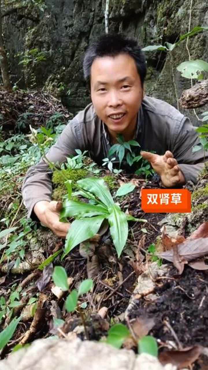 双肾草记录真实生活三农中药材