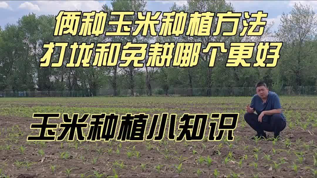 俩大玉米主流种植方法,打垅和免耕哪个产量更高,种植方法更好