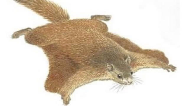 寒号鸟竟然是哺乳动物?为何人们一直都认为它们是.