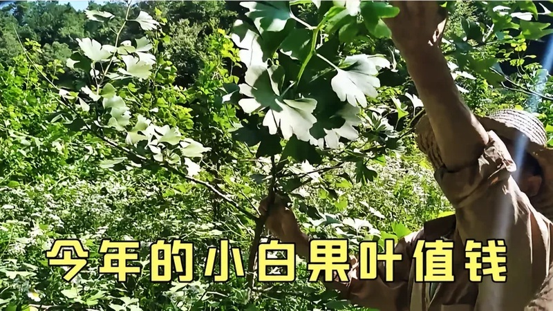 我的乡村生活,今年小白果叶值钱