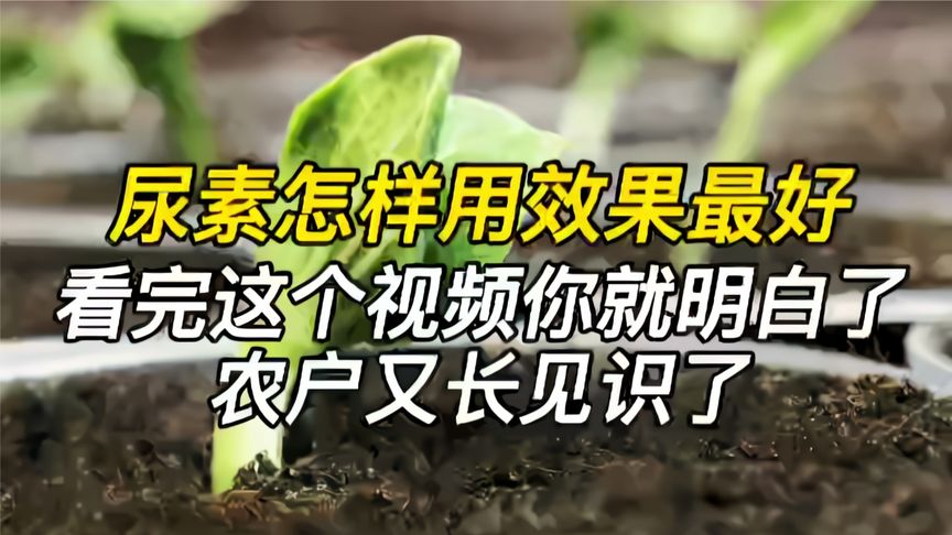 尿素怎样用效果最好,看完这个视频你就明白了,农户又长见识了