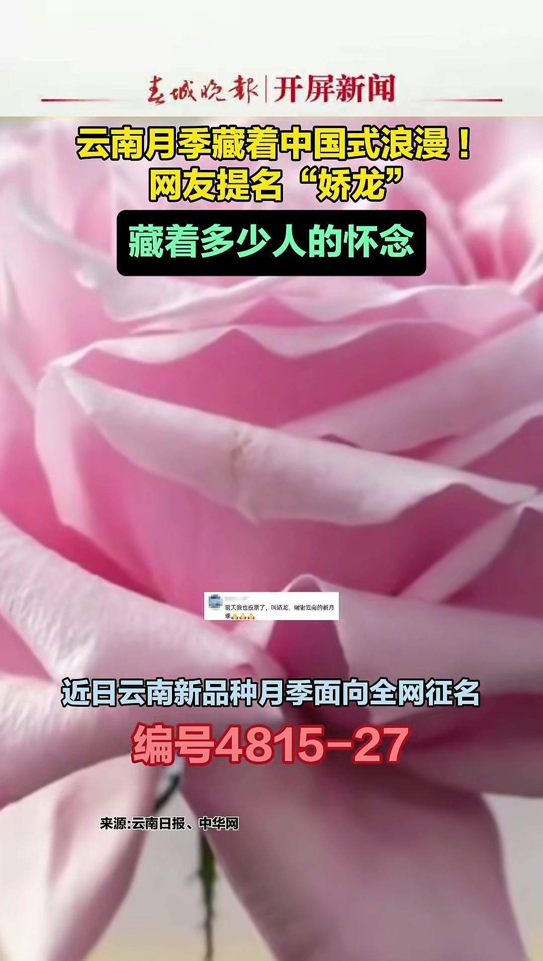 云南月季藏着中国式浪漫!网友提名“娇龙”,藏着多少人的怀念