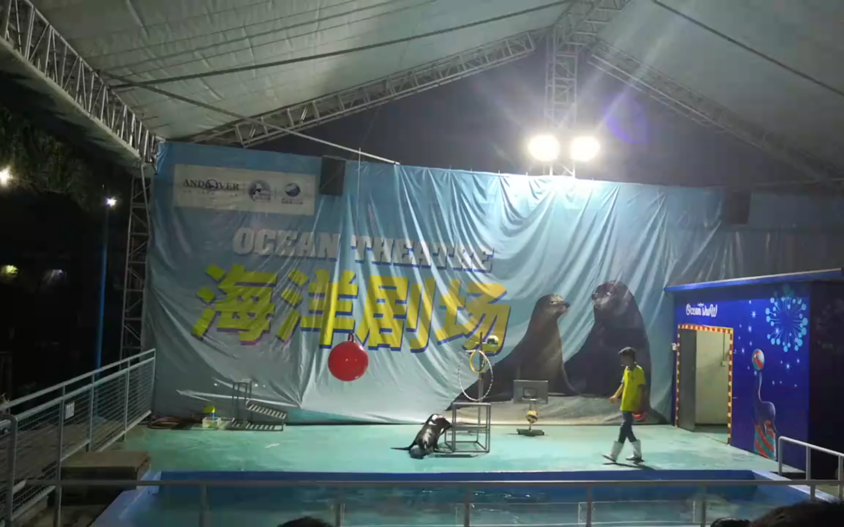 海狮是怎么爬行的