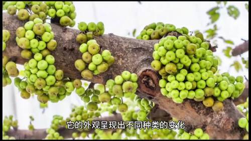 了解下无花果小知识 每天跟我涨知识 科普一下 水果 普及知识