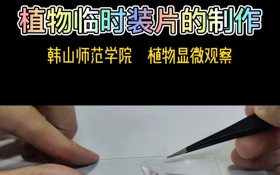 植物临时装片的制作