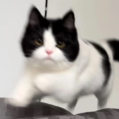包子不是奶牛猫 