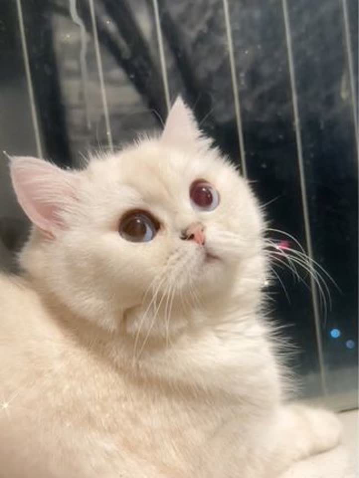 你是落在我世界里的一束光 #这首cute简直就是萌宠专属 #这小猫不得给我迷死啊