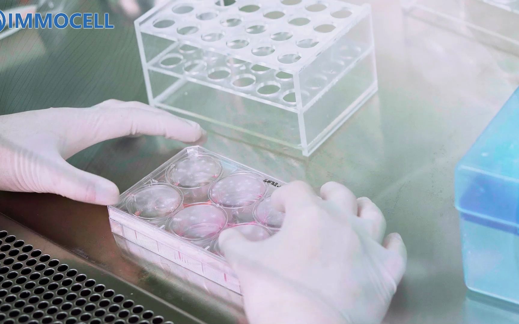 hESC细胞培养教程第二节:hESC细胞复苏