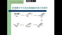 7、七年级生物上册玻片标本的制作