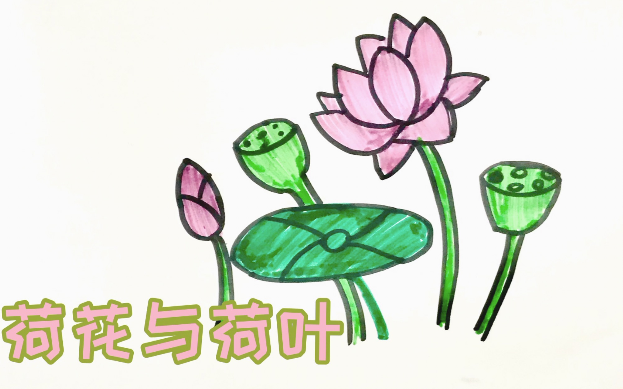 简笔画教程：荷花与荷叶