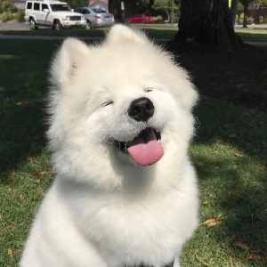 蛞蝓猫的树洞 